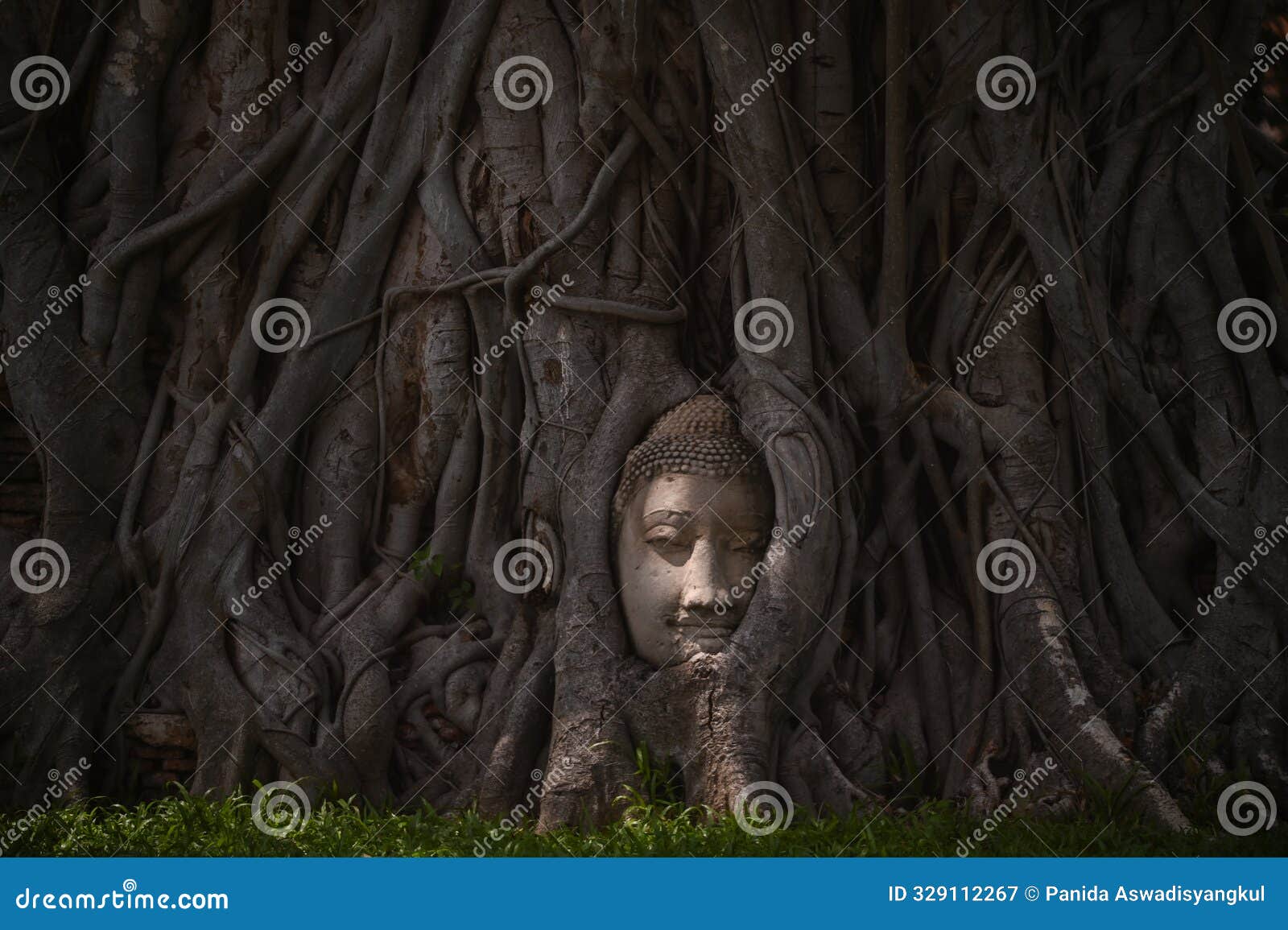 Buddha Head in Tree Roots, Ayutthaya Stock Image - Image of amazing ...