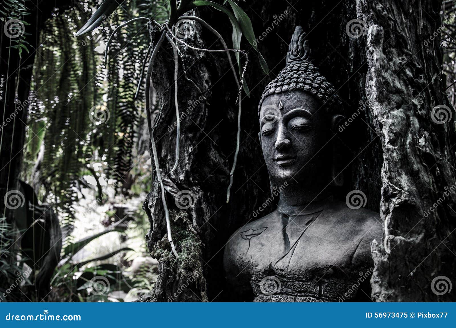 Buddha idol in old tree stock image. Image of garden - 56973475