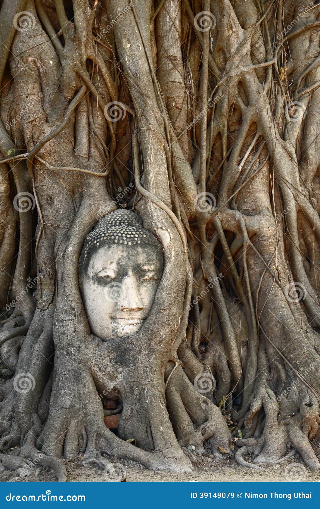 Buddha-Kopf-Statue Im Banyanbaum Stockbild - Bild von buddha, beten ...