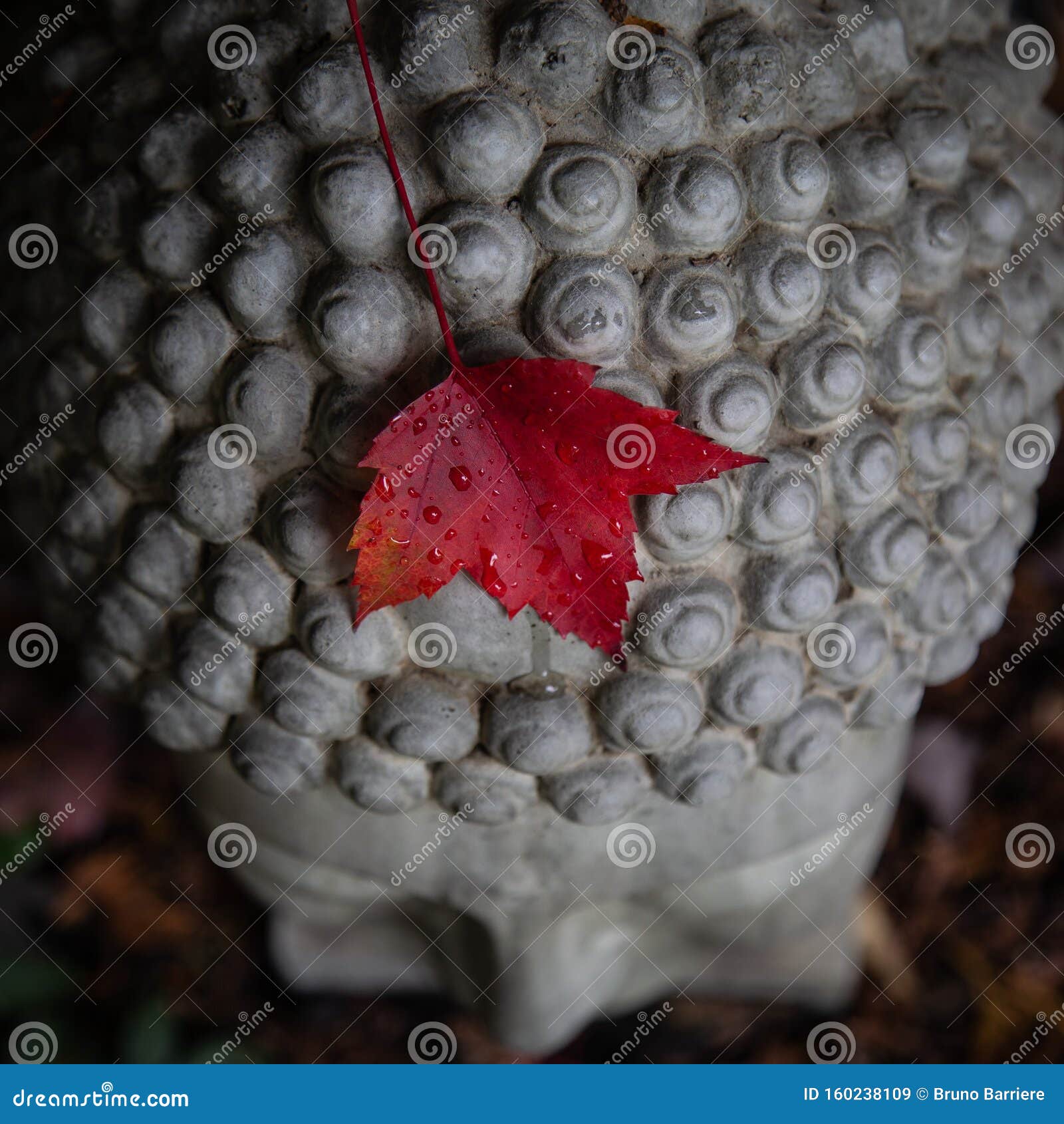 Buddha leaf stock image. Image of religious, silent - 160238109