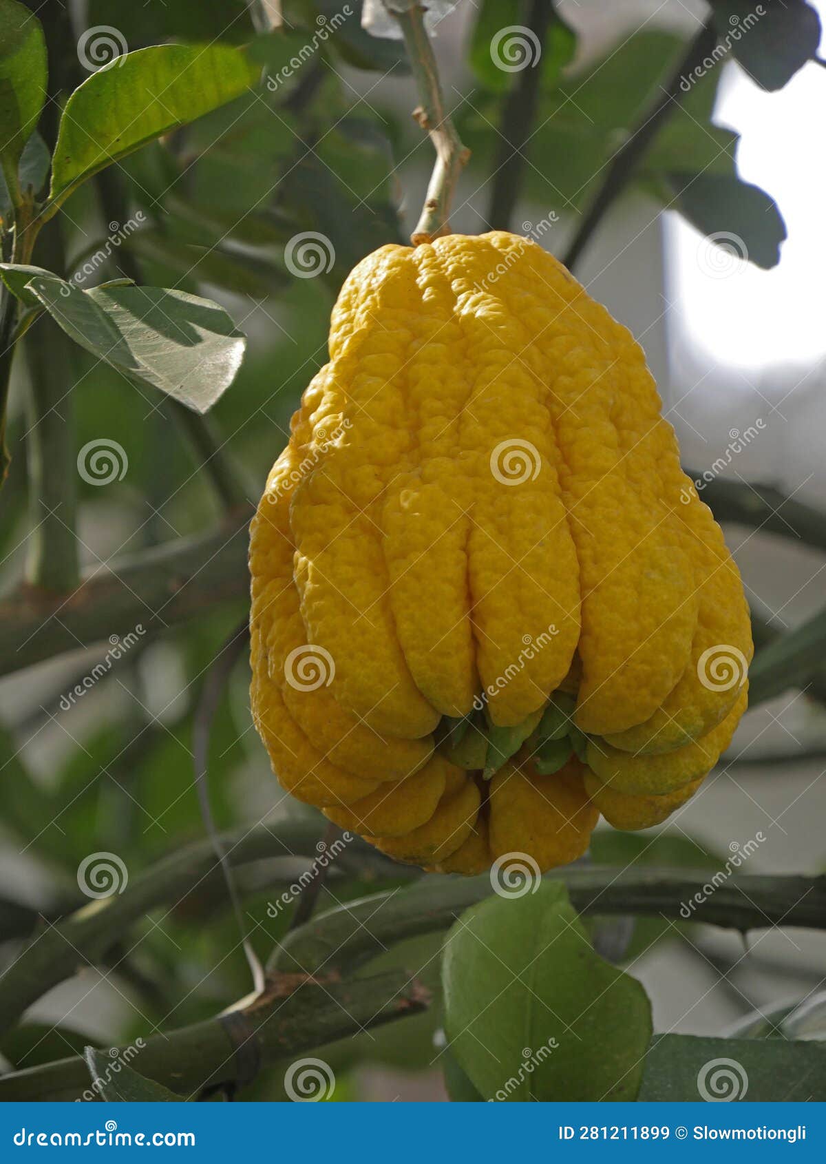 Buddha S Hand, Citrus Medica Sarcodactylis, or the Fingered Citron, is ...