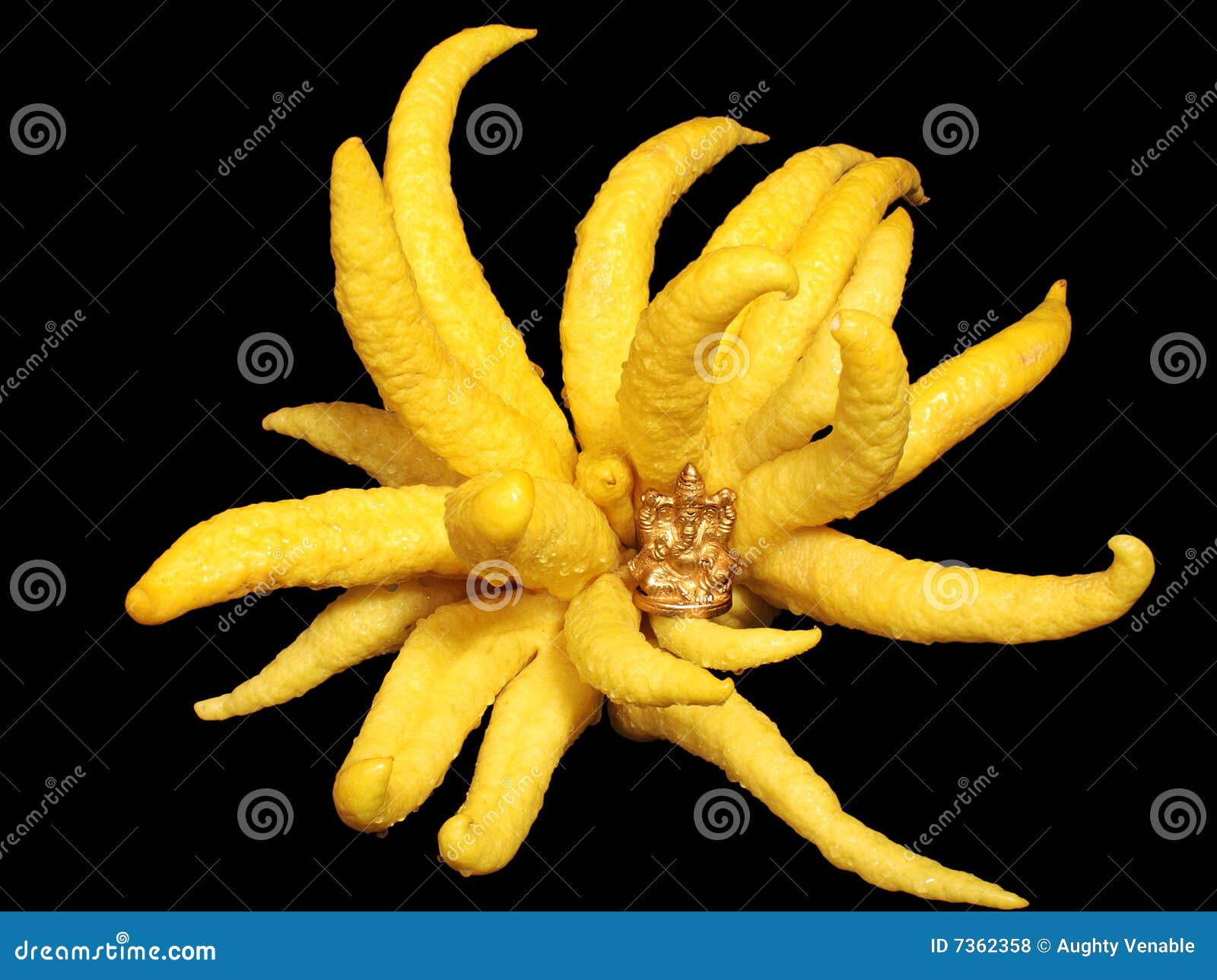 Lemon Buddha's Hand (Citrus Medica Var. Sarcodactylis) For Sale In A ...