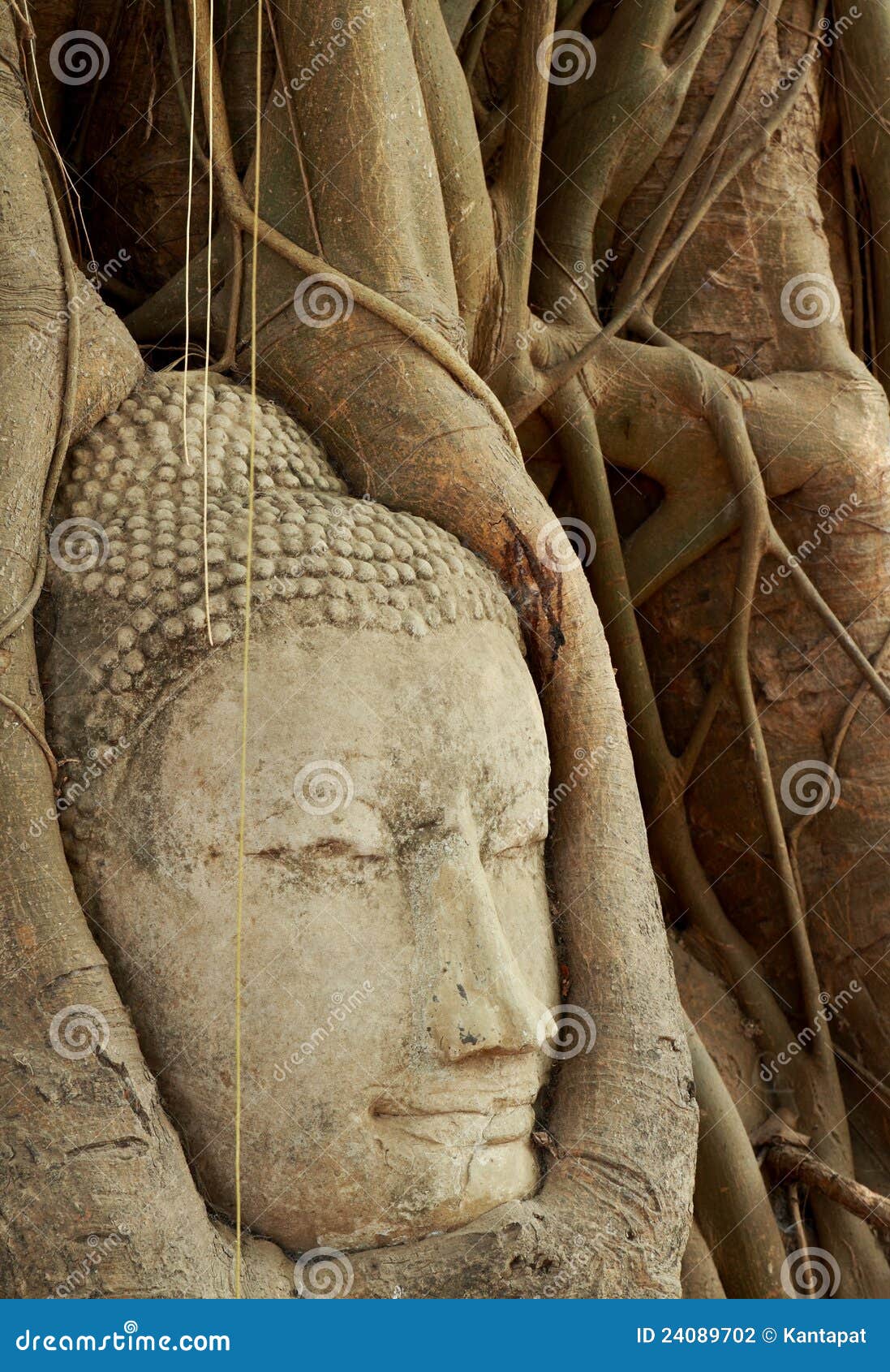 Buddha s head stock photo. Image of ayutthaya, peaceful - 24089702