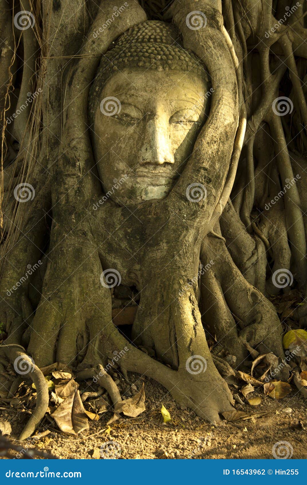 Buddha S Head in Banyan Tree Roots Stock Photo - Image of statue ...