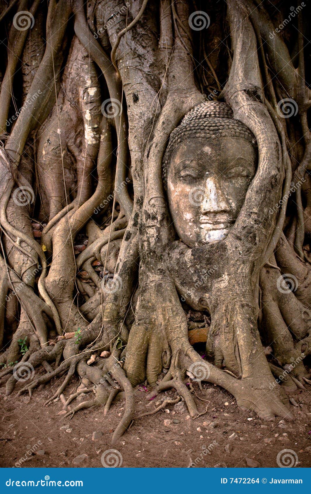 Buddha S Head in Banyan Tree Roots Stock Photo - Image of nature ...