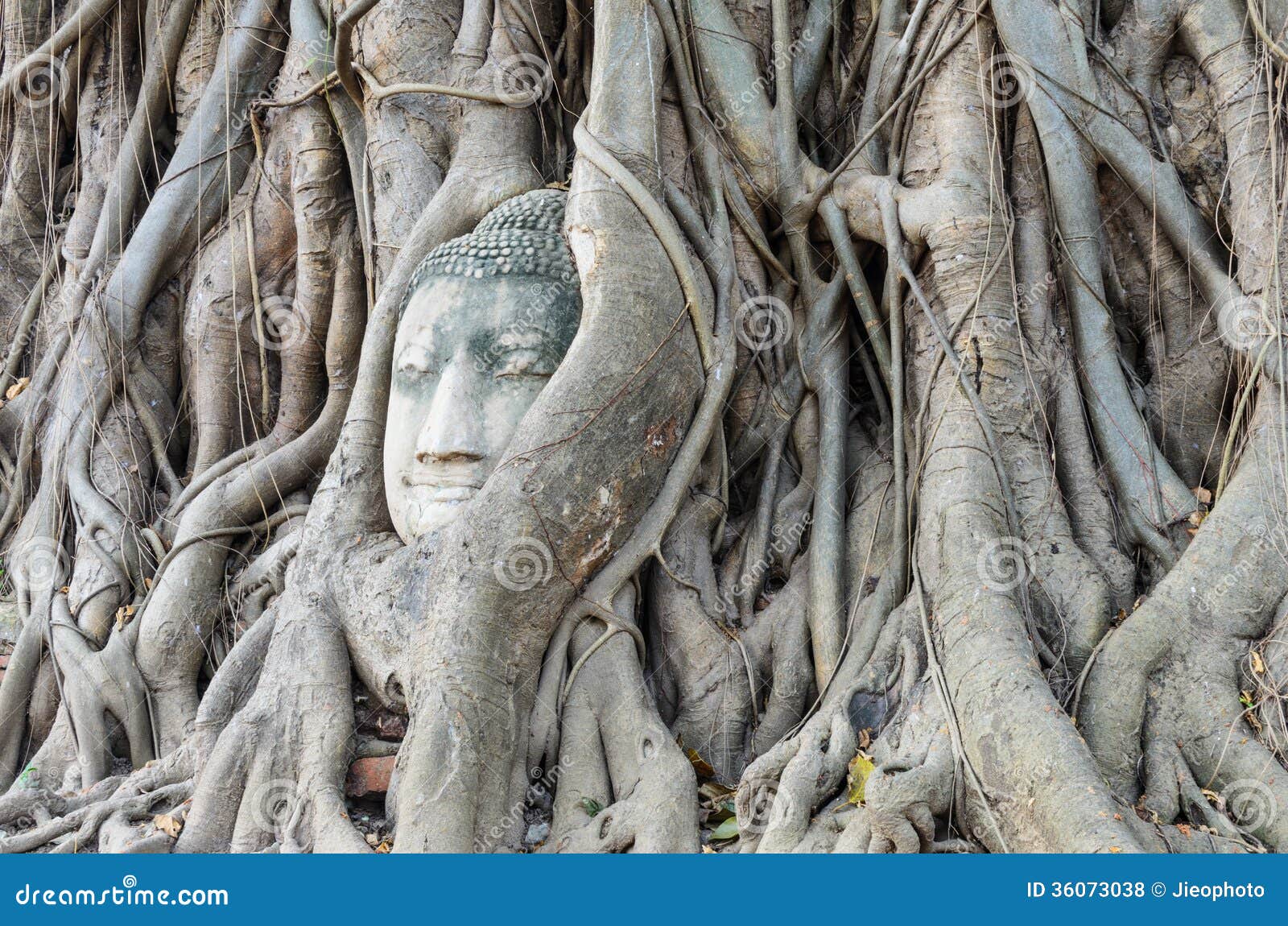 Buddha S Head is Embedded in Tree Roots, a Beautiful Ancient Stock ...