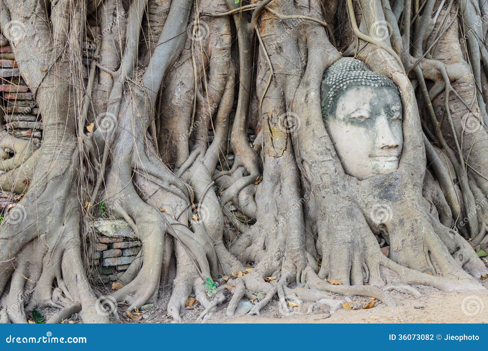 Buddha S Head is Embedded in Tree Roots, a Beautiful Ancient Stock ...