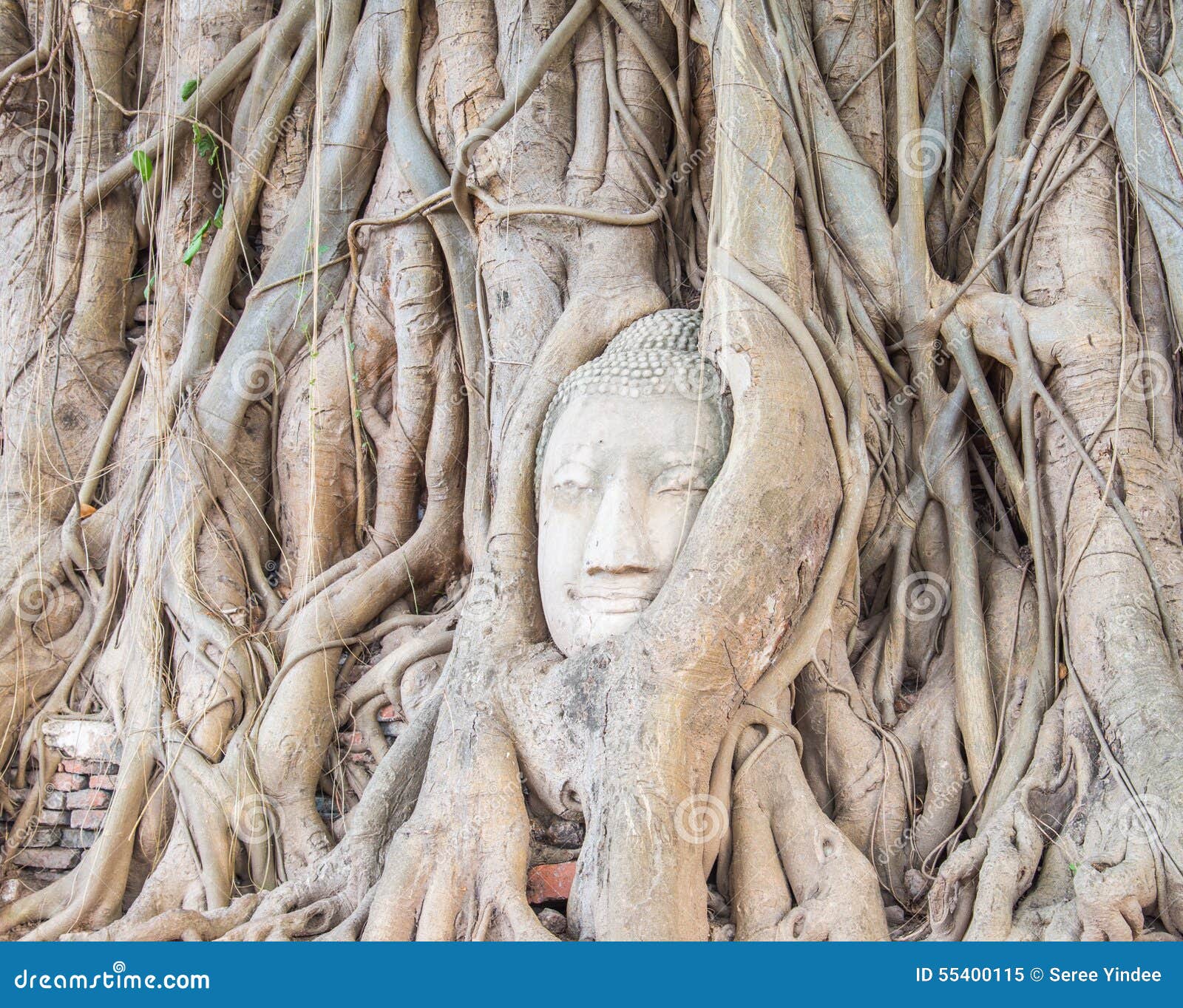 Buddha s head in tree stock image. Image of belief, buddhist - 55400115