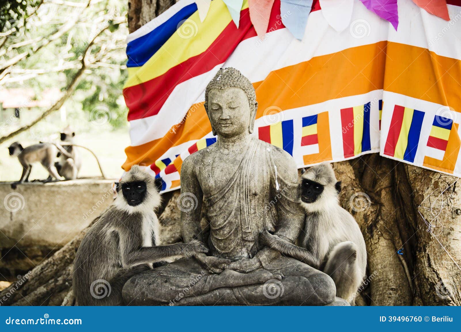 Buddha s monkeys stock photo. Image of jungle, mammal - 39496760