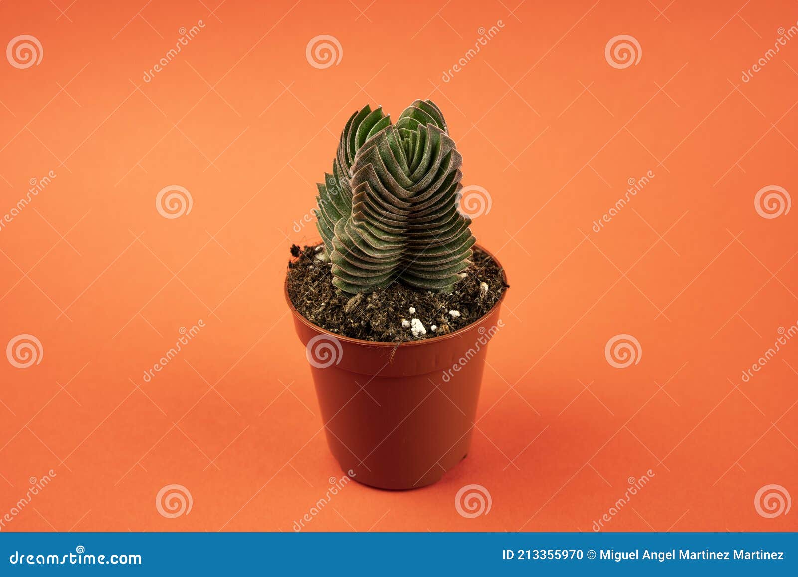 Buddha`s Temple in Pot with Orange Background, Top View Stock Photo ...