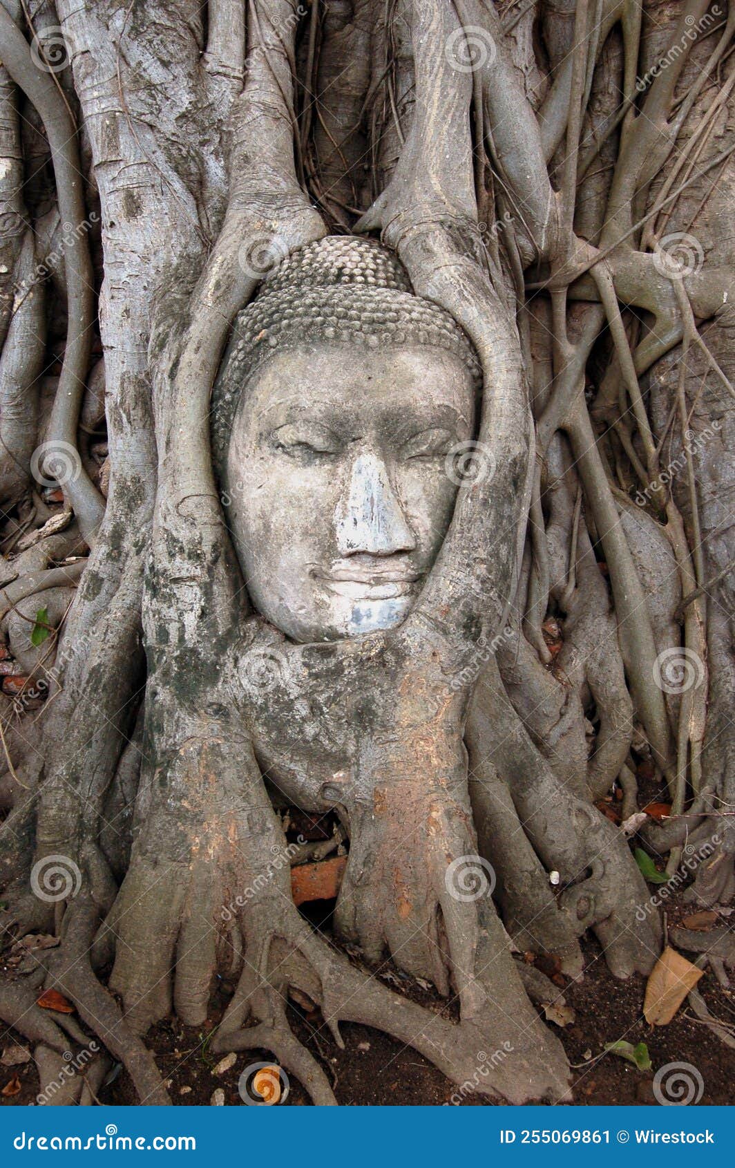 Buddha Statue Covered with the Roots of the Bodhi Tree Stock Image ...