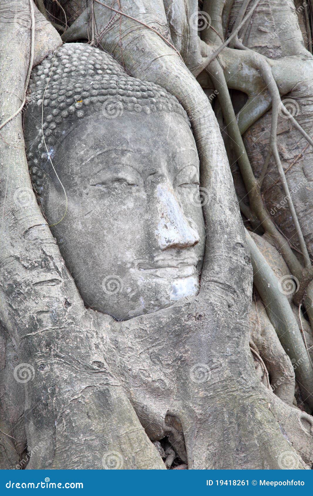 Buddha Statue Entwined by Roots of Spiritual Tree Stock Image - Image ...