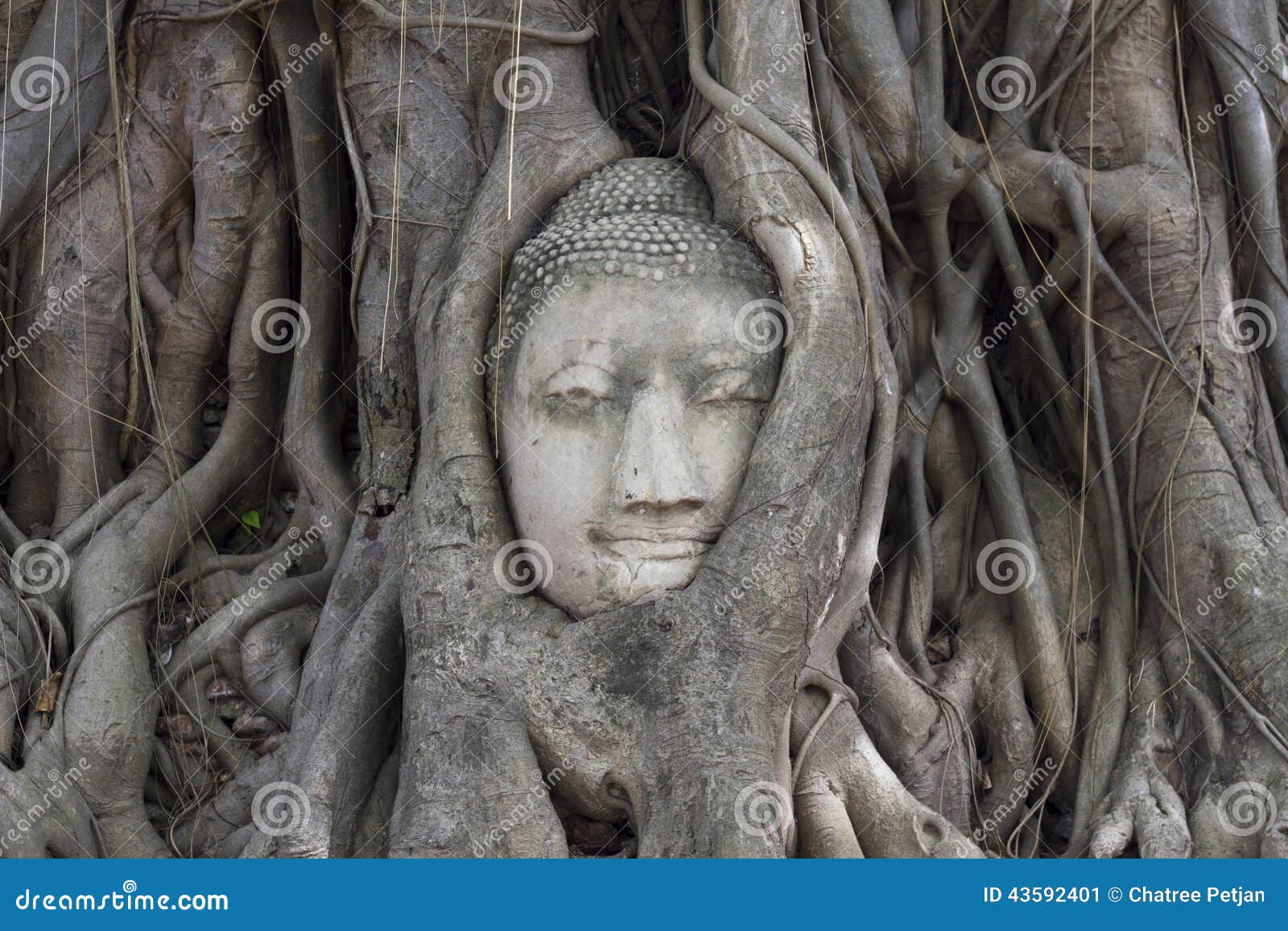Buddha Statue Head in Banyan Tree Stock Image - Image of face, siam ...