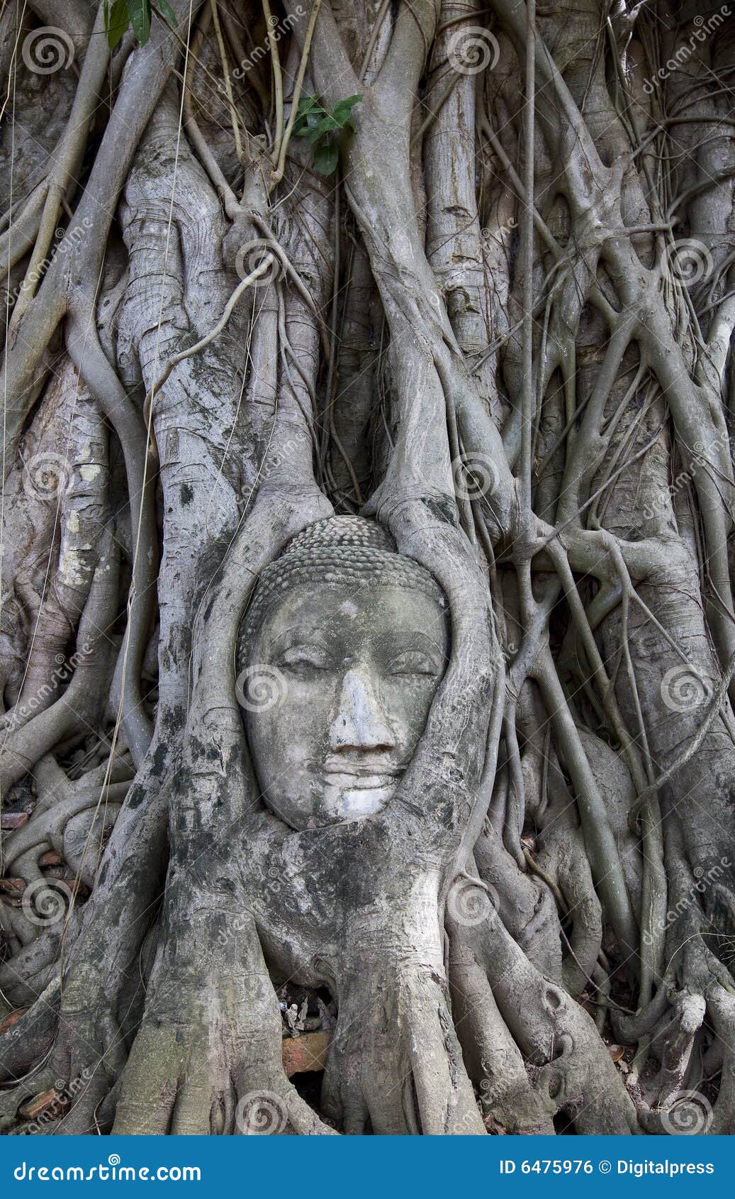 Buddha Statue with Roots Surround, Thailand Stock Photo - Image of ...
