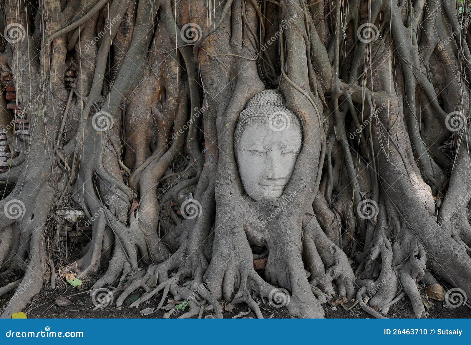 Buddha statue in tree stock photo. Image of heritage - 26463710