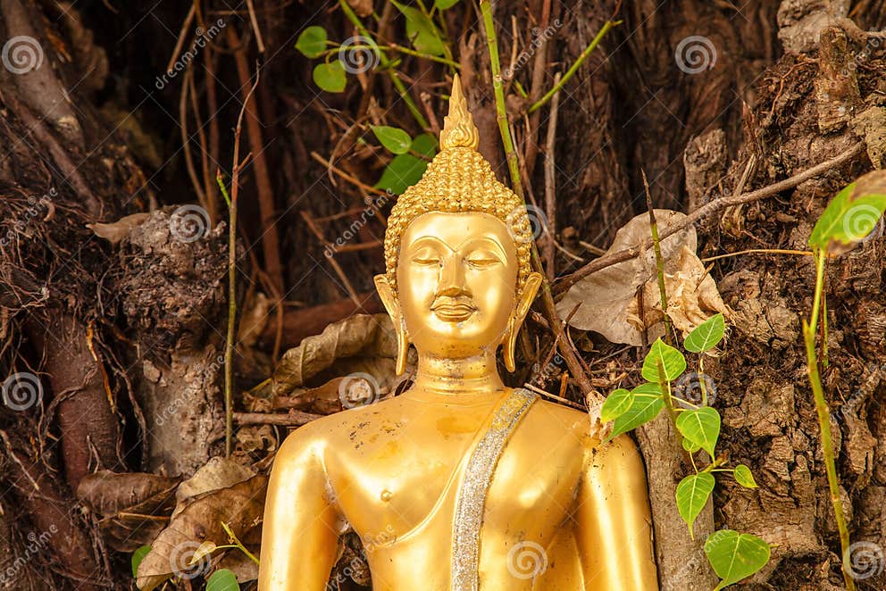Buddha Statue Under the Tree Stock Image - Image of sculpture, faith ...
