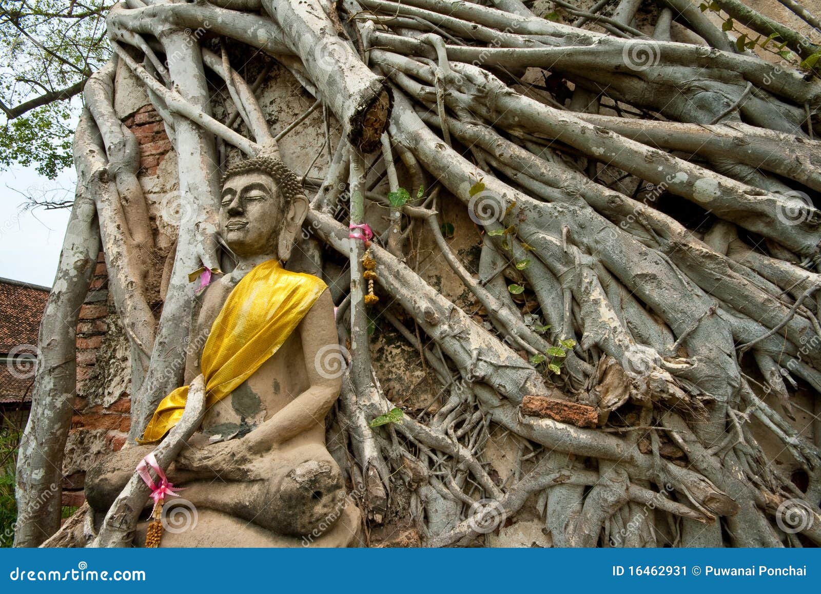 Buddha and Tree stock image. Image of mind, religion - 16462931
