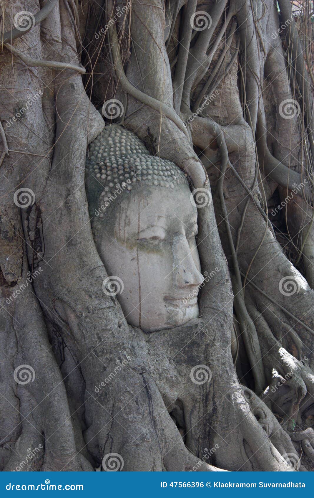 Buddha and Tree stock photo. Image of siam, buddha, culture - 47566396