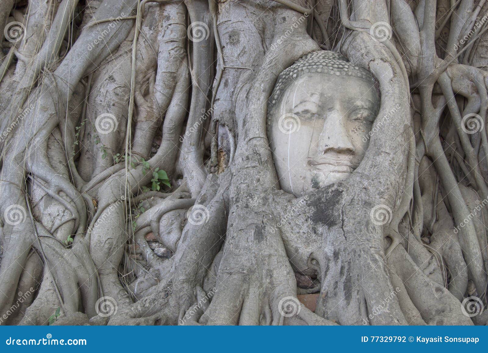 Buddha in tree roots stock photo. Image of banyan, ancient - 77329792