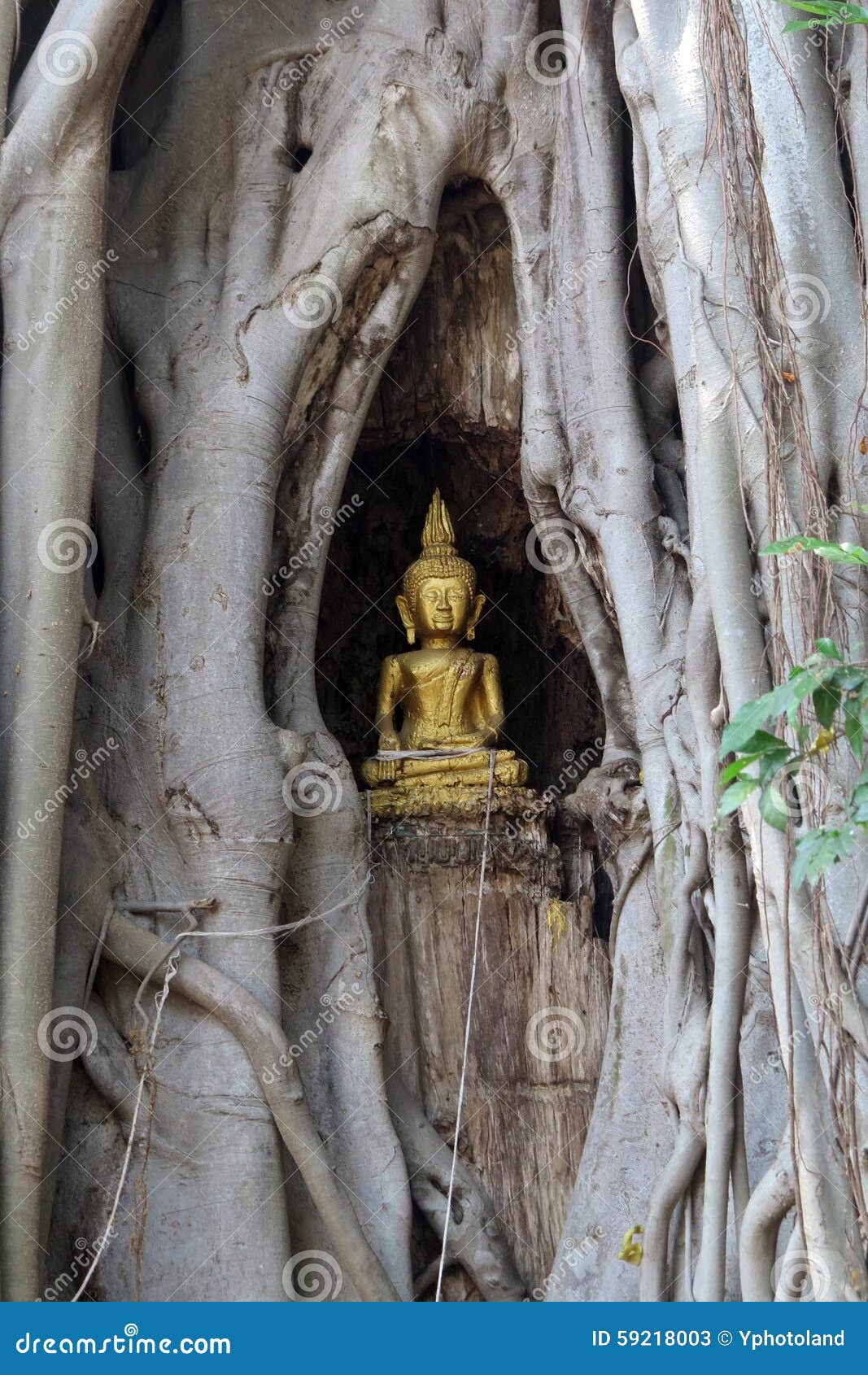 Buddha in tree stock image. Image of thai, statue, worship - 59218003