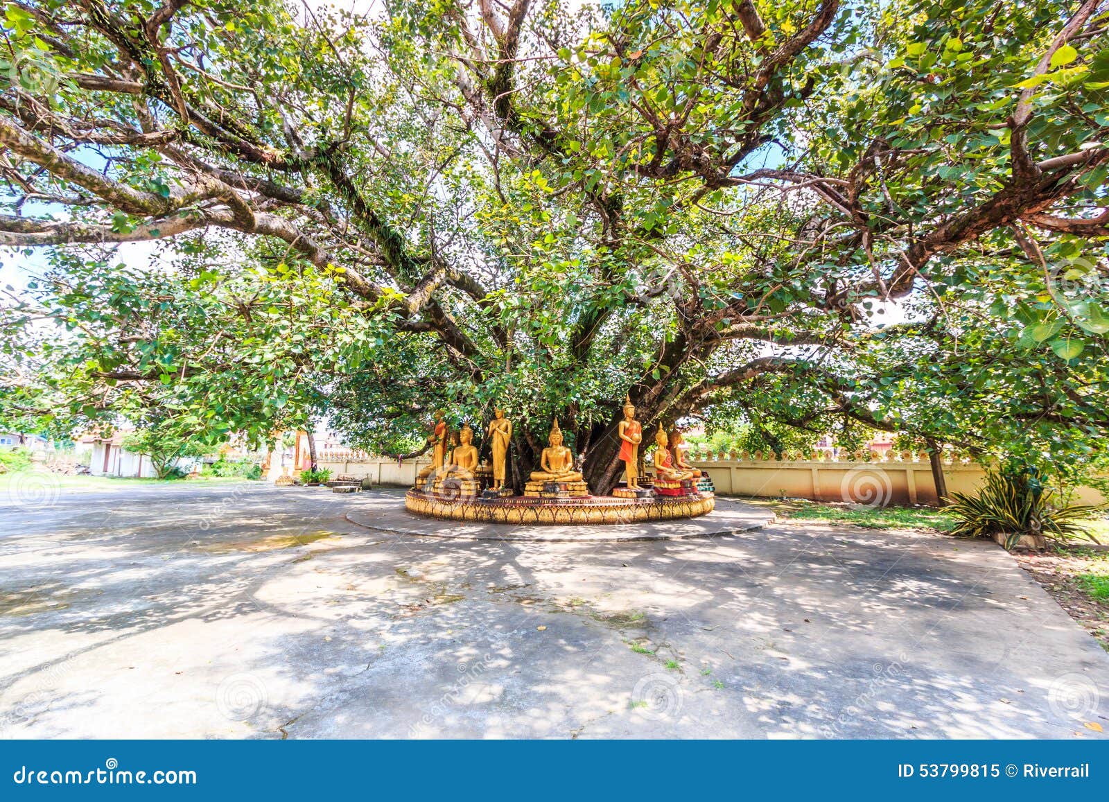 Buddha Under the Bodhi Tree Stock Image - Image of monument, buddha ...