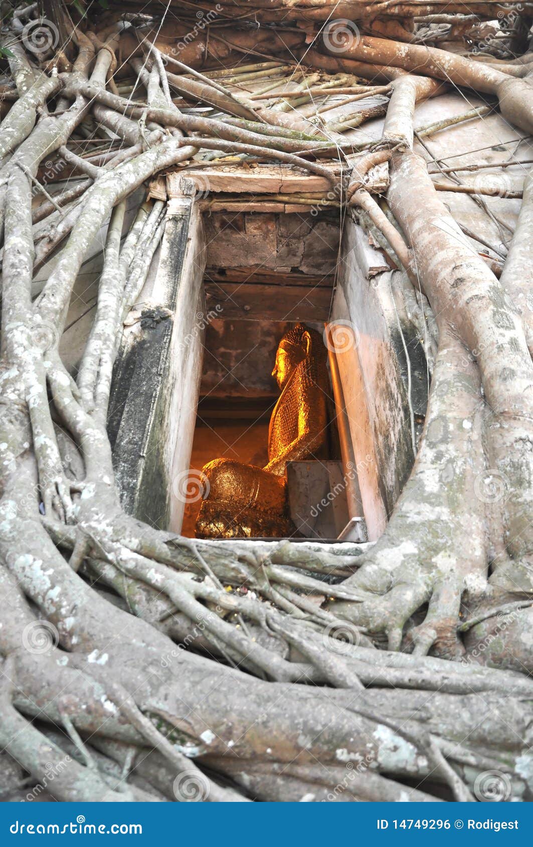 Buddha Vent Frame Root Wall Stock Photo - Image of culture, body: 14749296