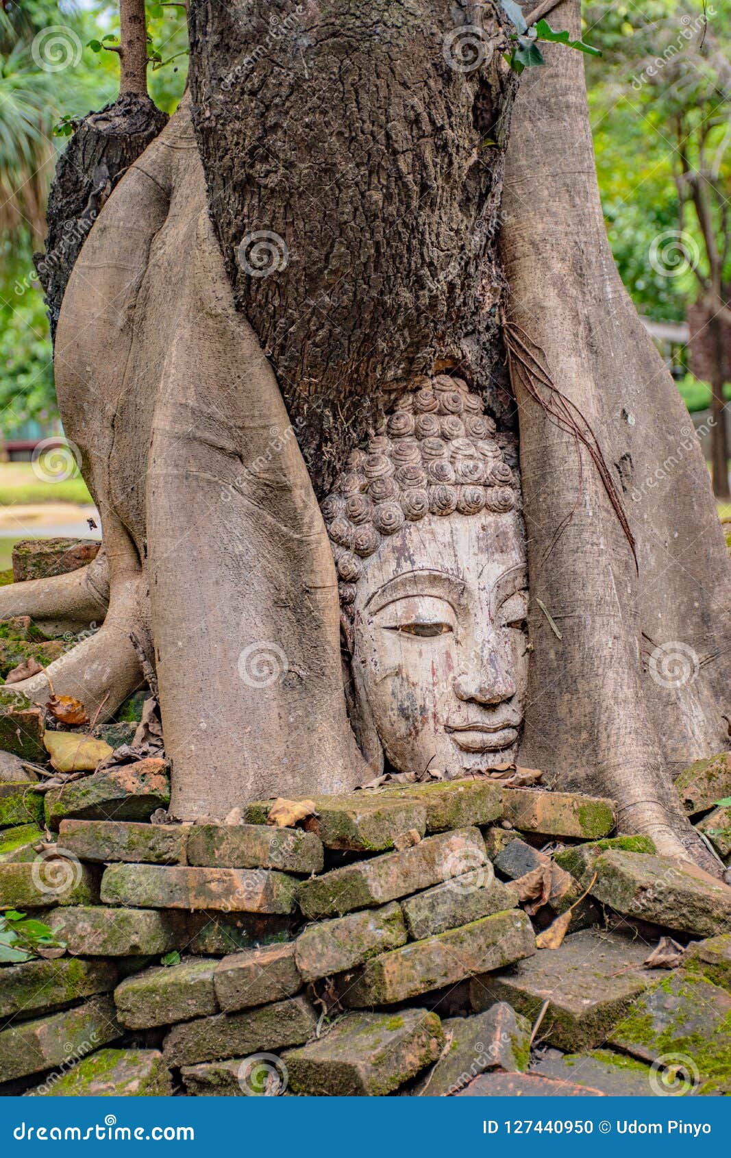The Buddha is in the Wood Root. Stock Photo - Image of head, culture ...