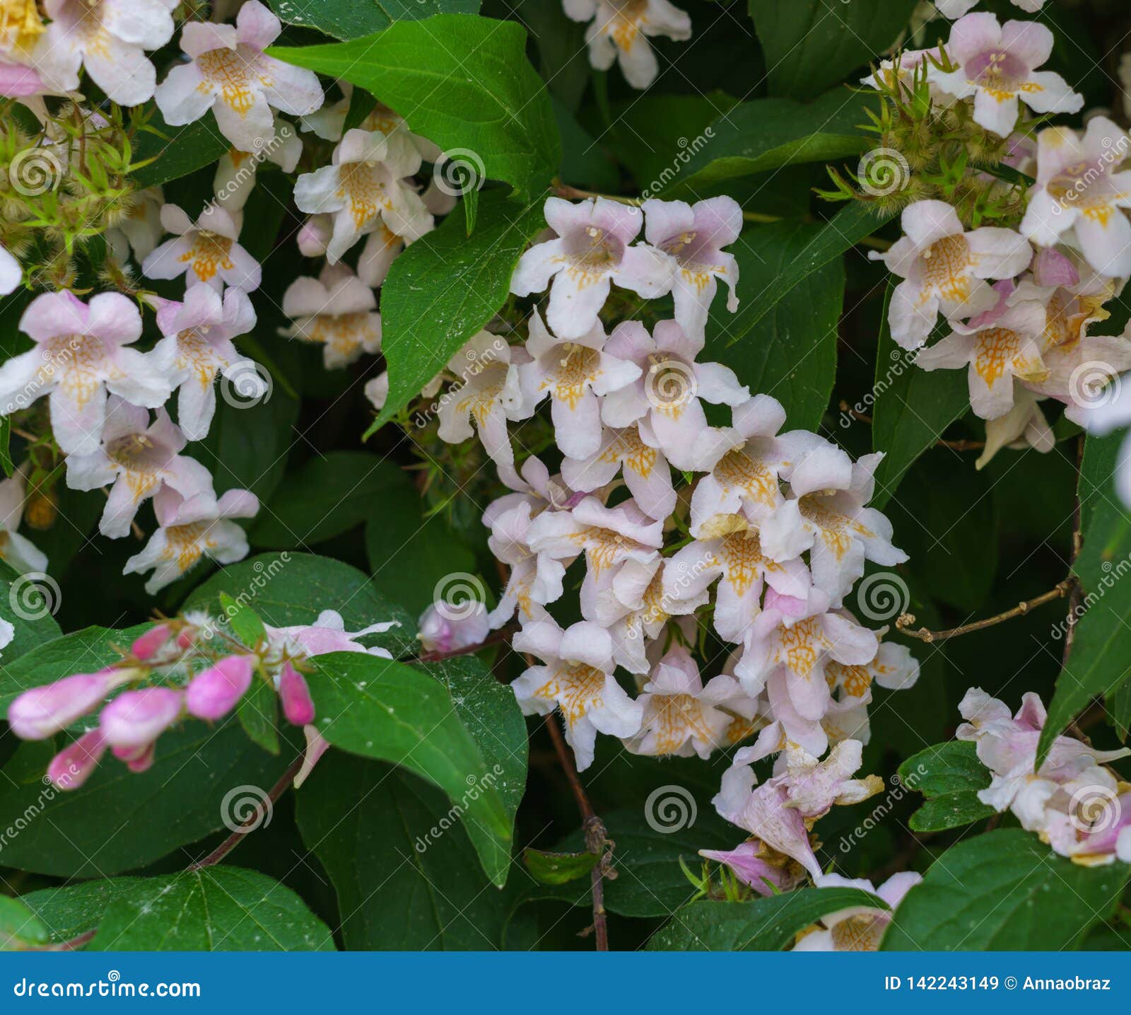 Buddhas of David is a Deciduous Shrub Which Comes from Three Continents ...