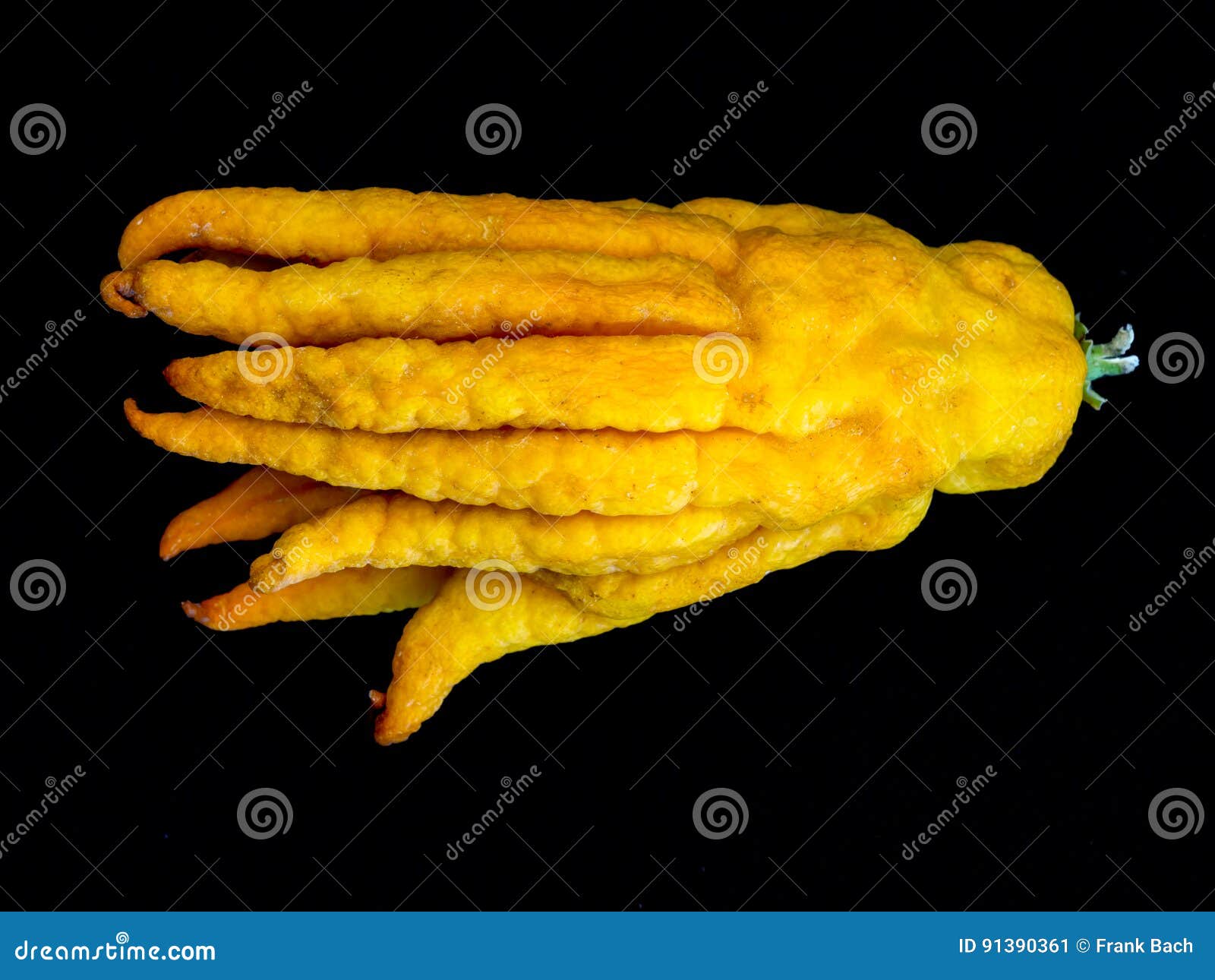 Buddhas Hand Cedrat Citrus Lemon Stock Image - Image of citron, garden ...