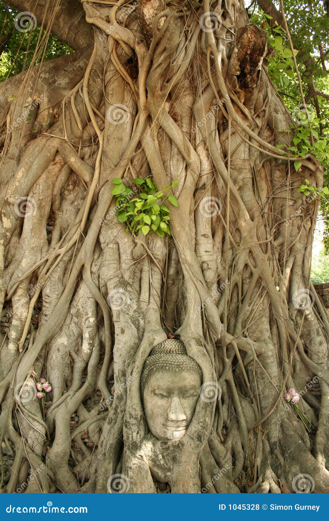 Buddhas Head Bayan Tree Roots Sukhothai Thailand Stock Photo - Image of ...