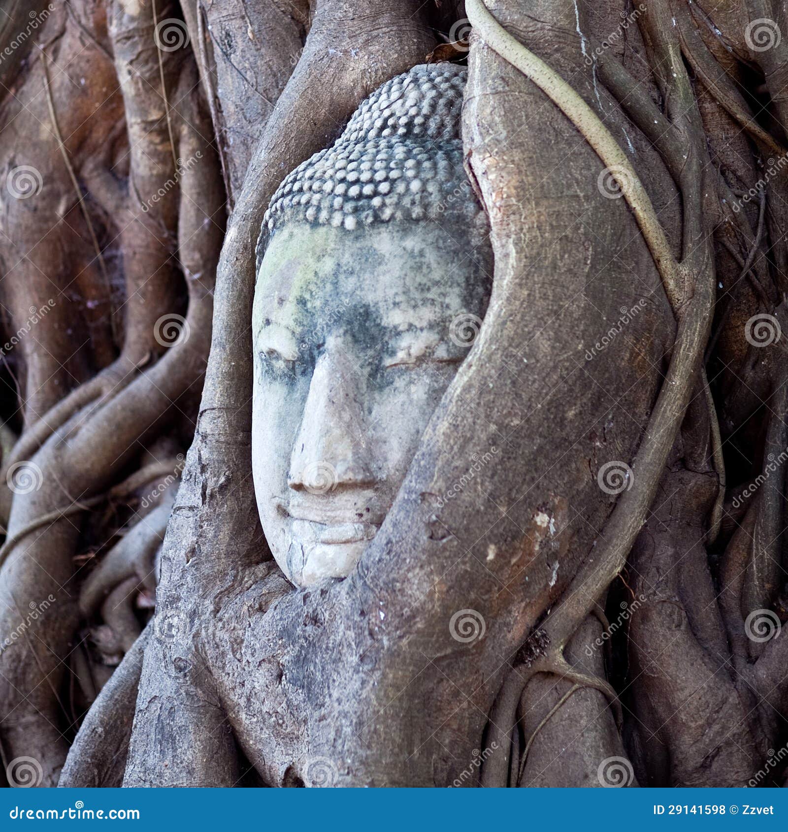 Buddhas Head in Tree Roots, Thailand Stock Photo - Image of meditation ...