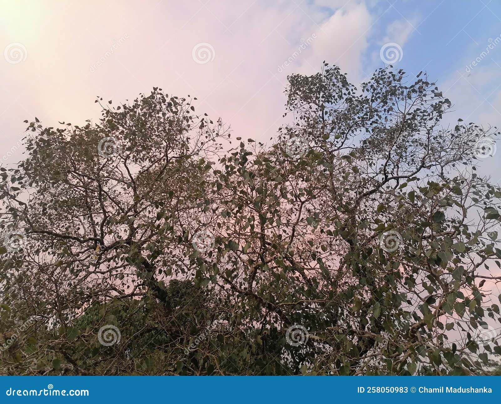 Buddhisht Boo Tree stock image. Image of shrub, garden - 258050983