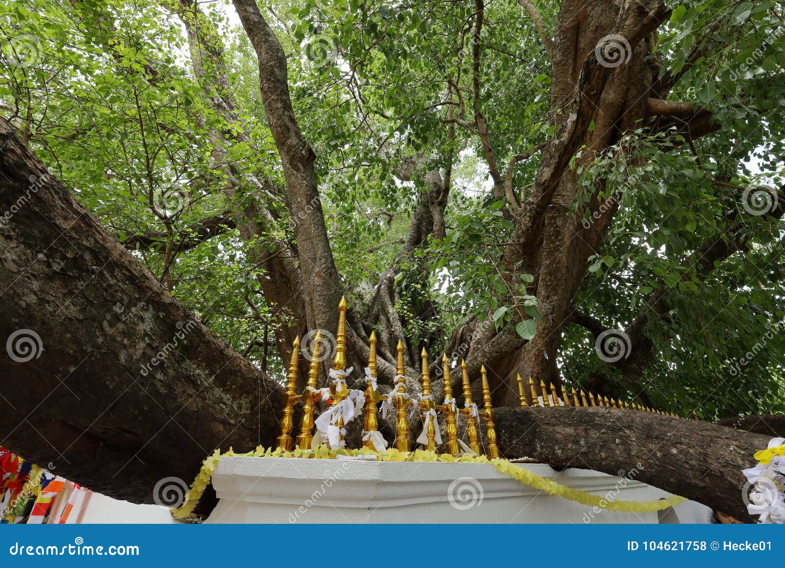 Buddhist Bodhi Tree in Kandy Sri Lanka Stock Photo - Image of religion ...