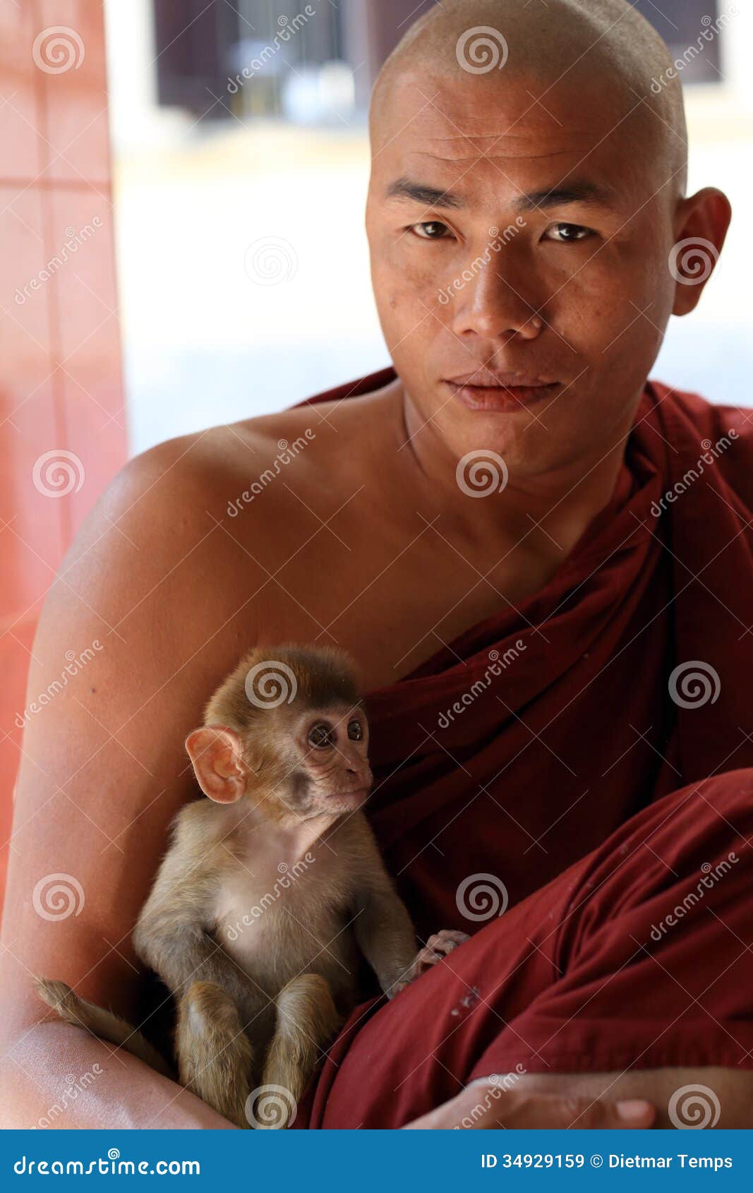 Buddhist monk with monkey editorial stock image. Image of novice - 34929159
