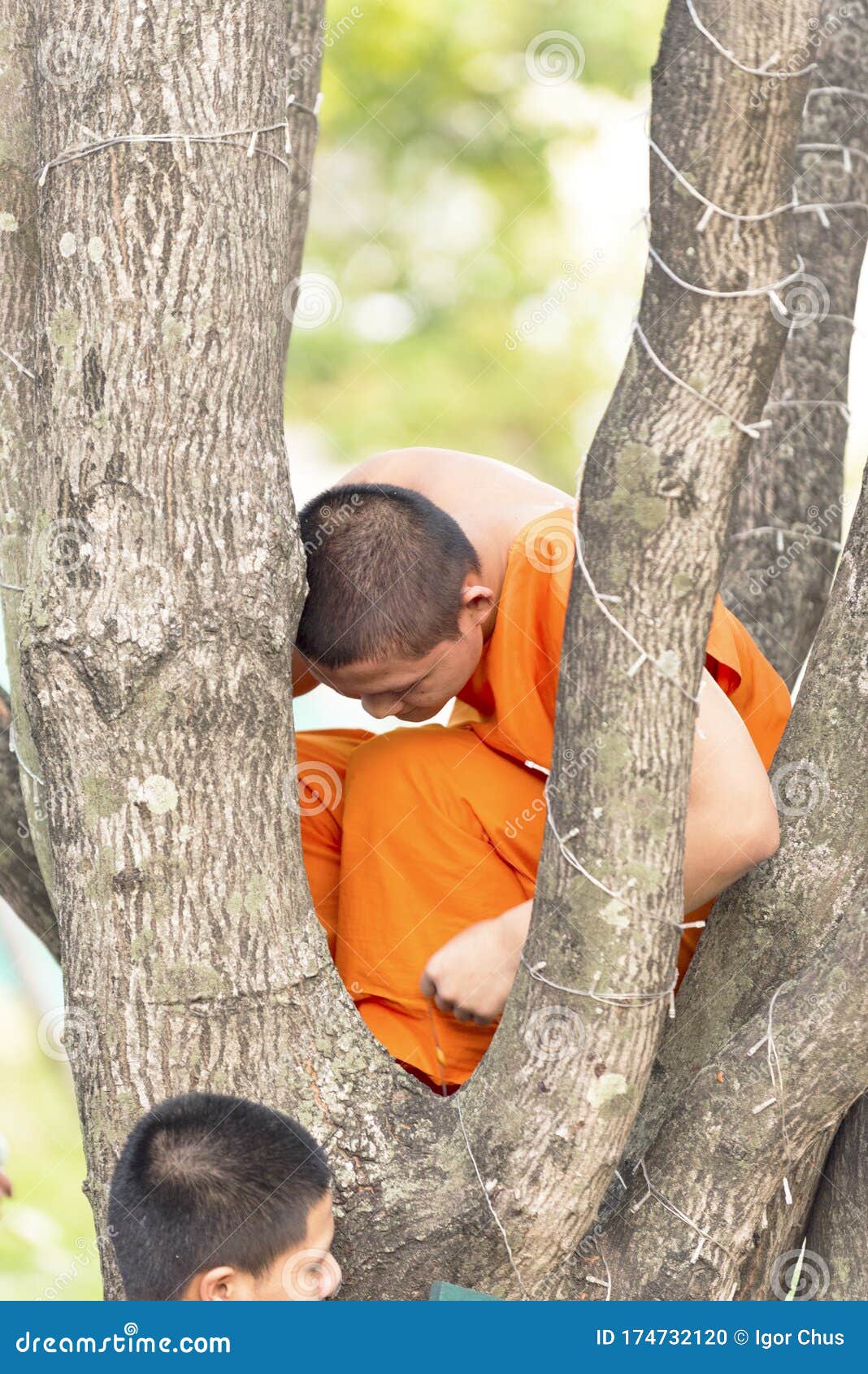 Buddhist Monk on Tree in Buddhist Temple Editorial Image - Image of ...