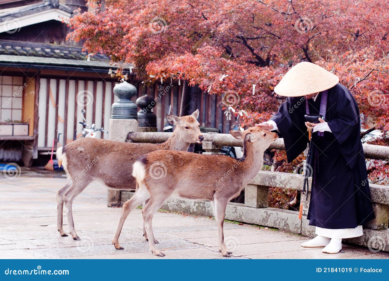 Buddhist Monk and Two Deers Stock Image - Image of japanese, fall: 21841019
