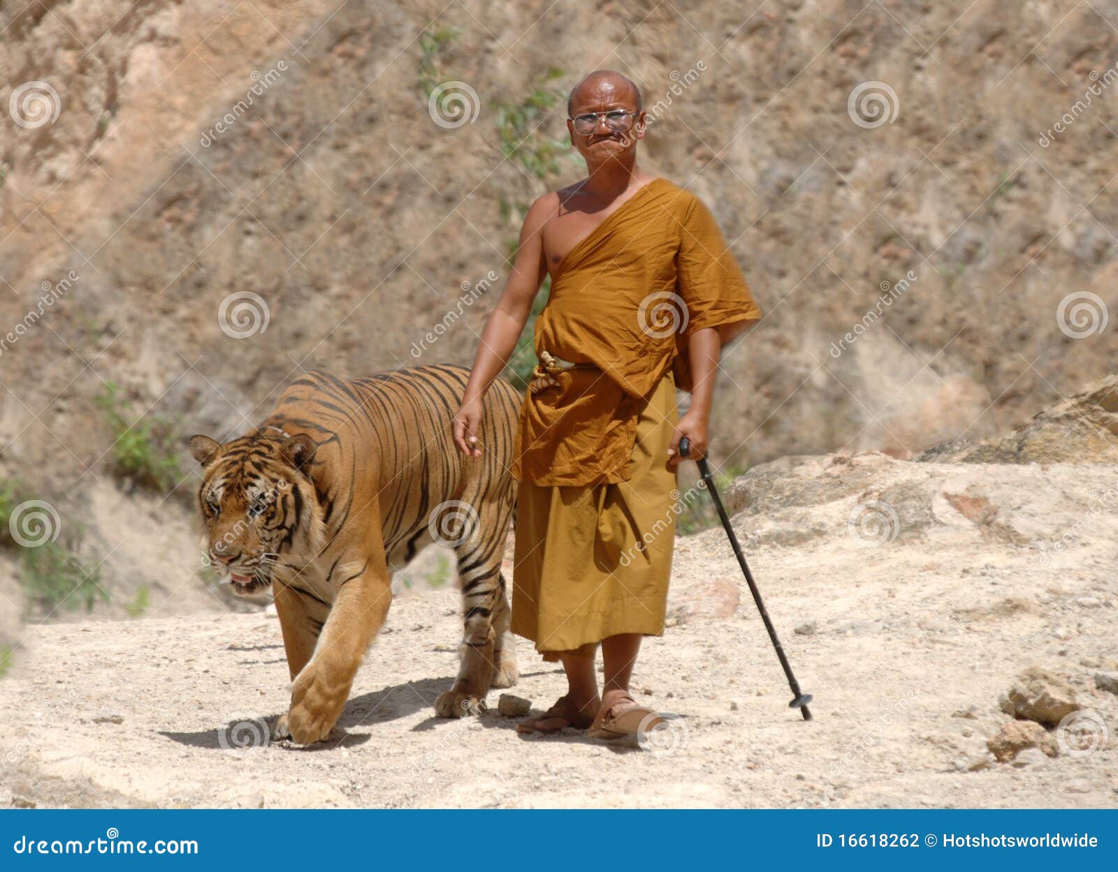 Buddhist Monk Bengal Tiger Photos - Free & Royalty-Free Stock Photos ...