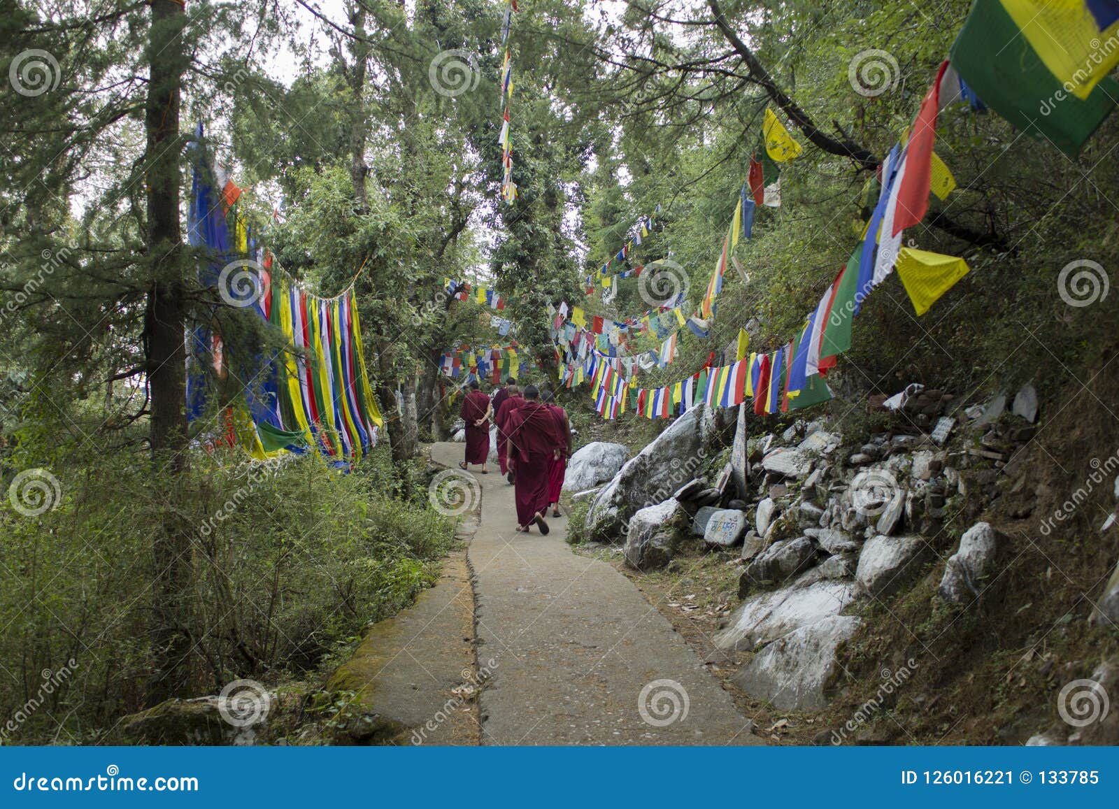 A Buddhist Monks Walking the Path in Forest Editorial Photo - Image of ...