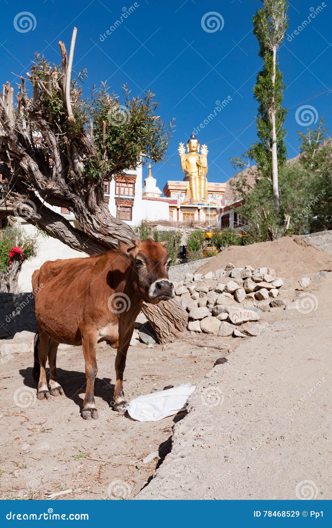Buddhist Mountain Monastery with Cows, Ladakh Stock Image - Image of ...