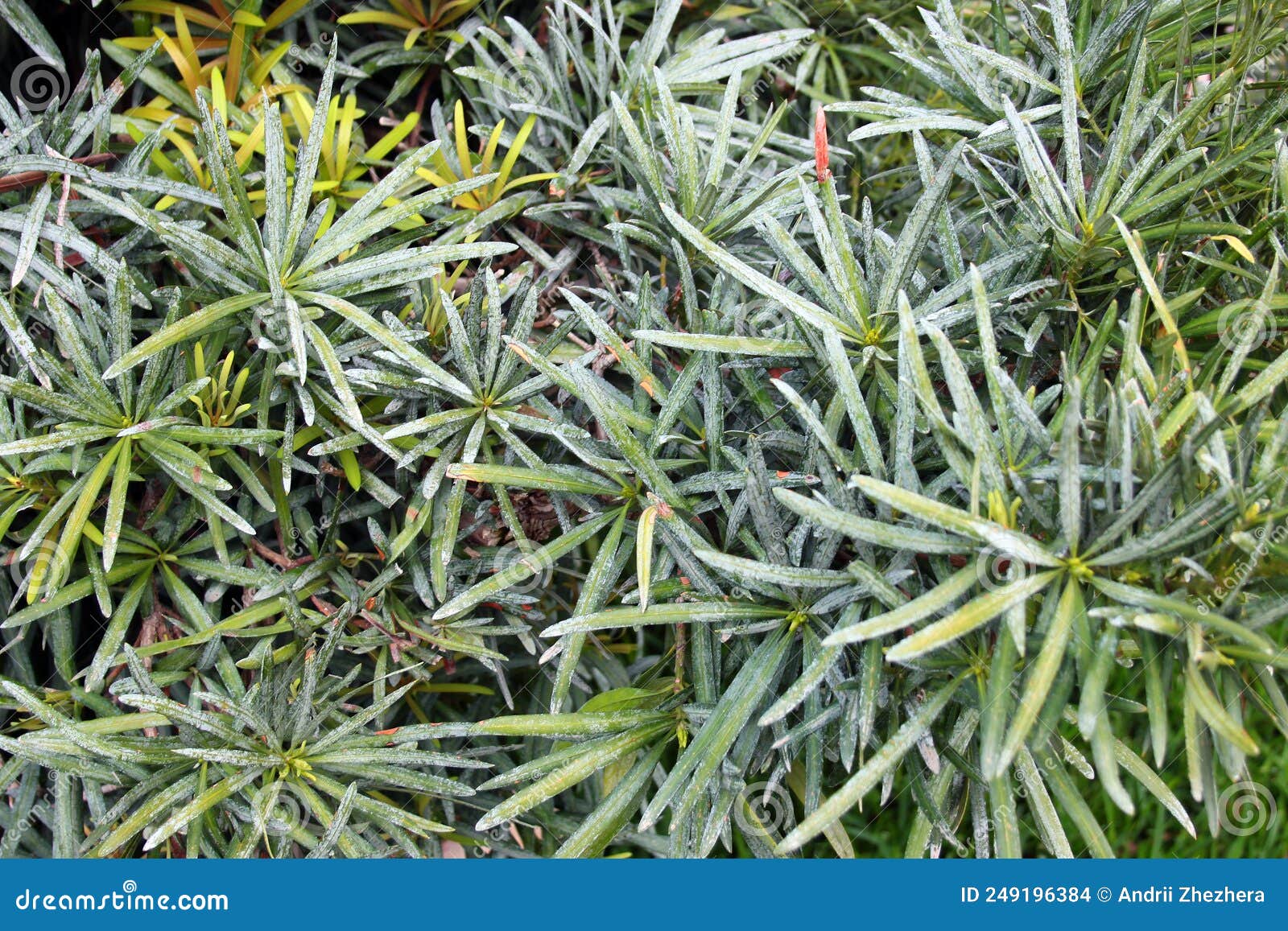 Buddhist Pine, or Podocarpus Macrophyllus, Tree in a Garden Stock Photo ...