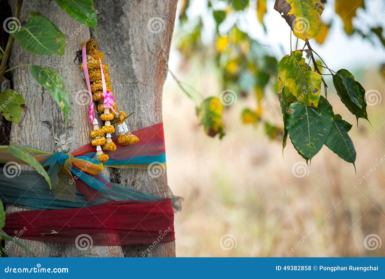 Buddhist sacred tree stock photo. Image of culture, religion - 49382858