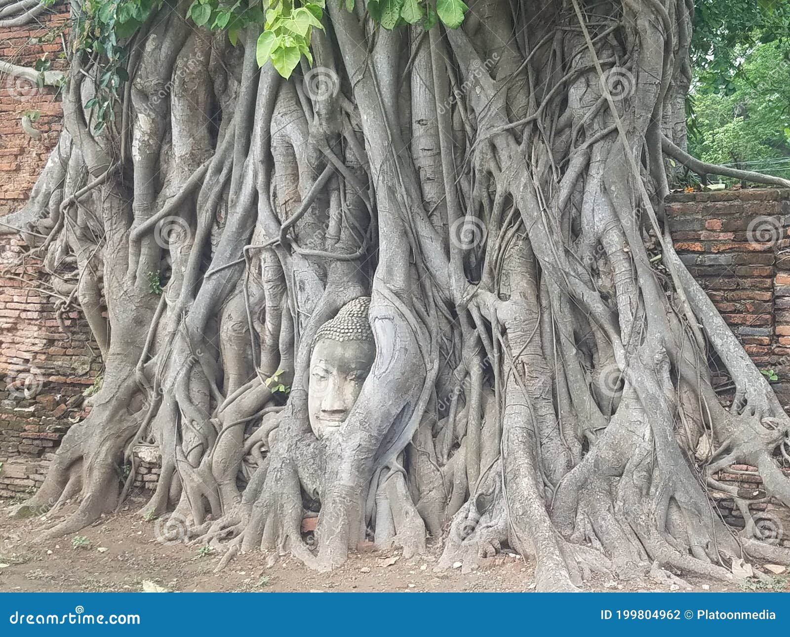 Buddhist Statue Head in Tree Roots Stock Photo - Image of carving, wood ...