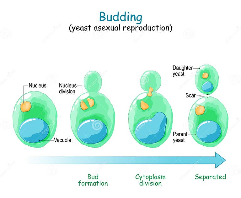 Budding. Asexual Reproduction of Yeast Cell Stock Vector - Illustration ...