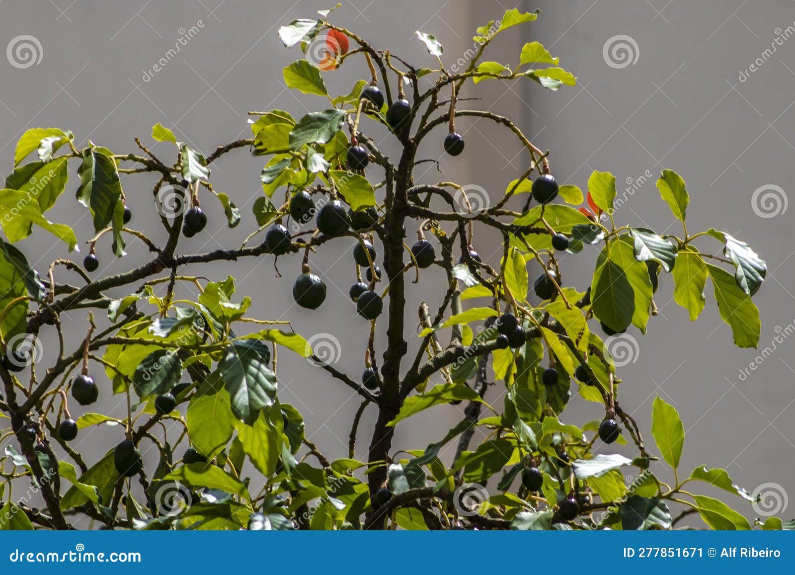 Budding Avocado Tree, Baby Fruit on Tree, Fruit Set Avocado Tree Stock ...