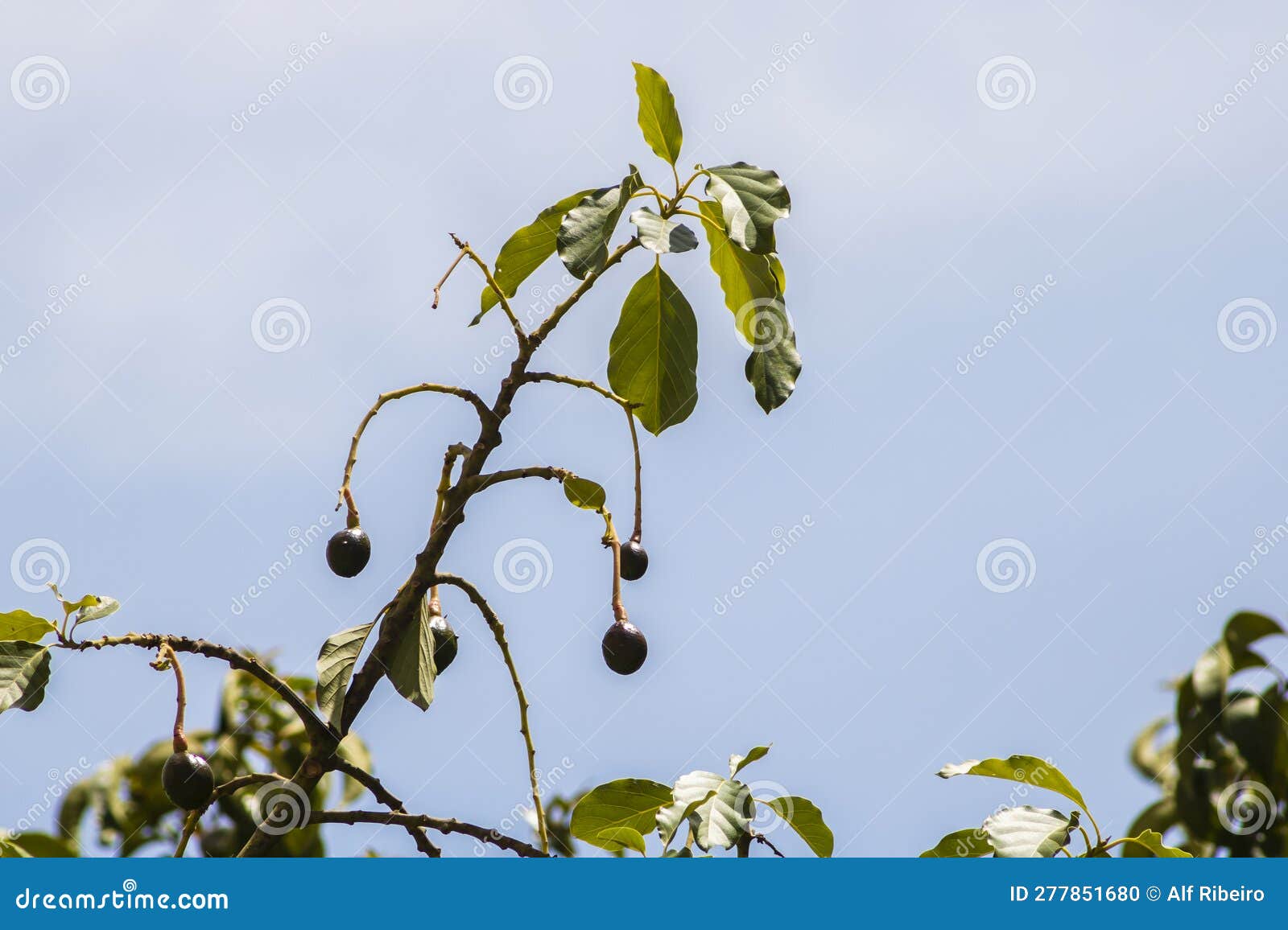 Budding Avocado Tree, Baby Fruit on Tree, Fruit Set Avocado Tree Stock ...