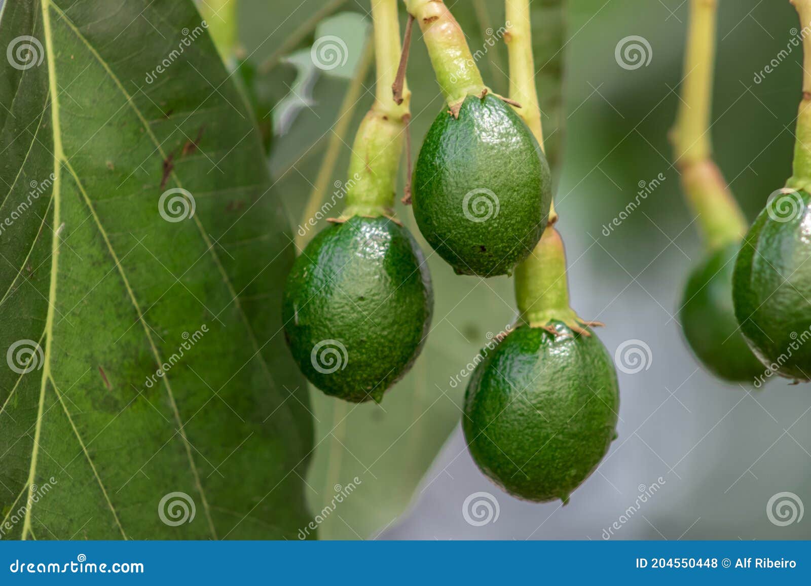 Budding Avocado Tree, Baby Fruit On Tree, Fruit Set Avocado Tree Stock ...