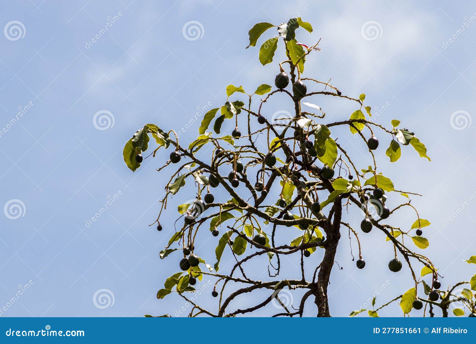 Budding Avocado Tree, Baby Fruit on Tree, Fruit Set Avocado Tree Stock ...