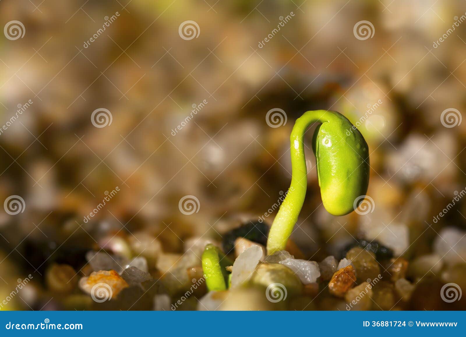 Budding stock photo. Image of young, feed, growth, living - 36881724