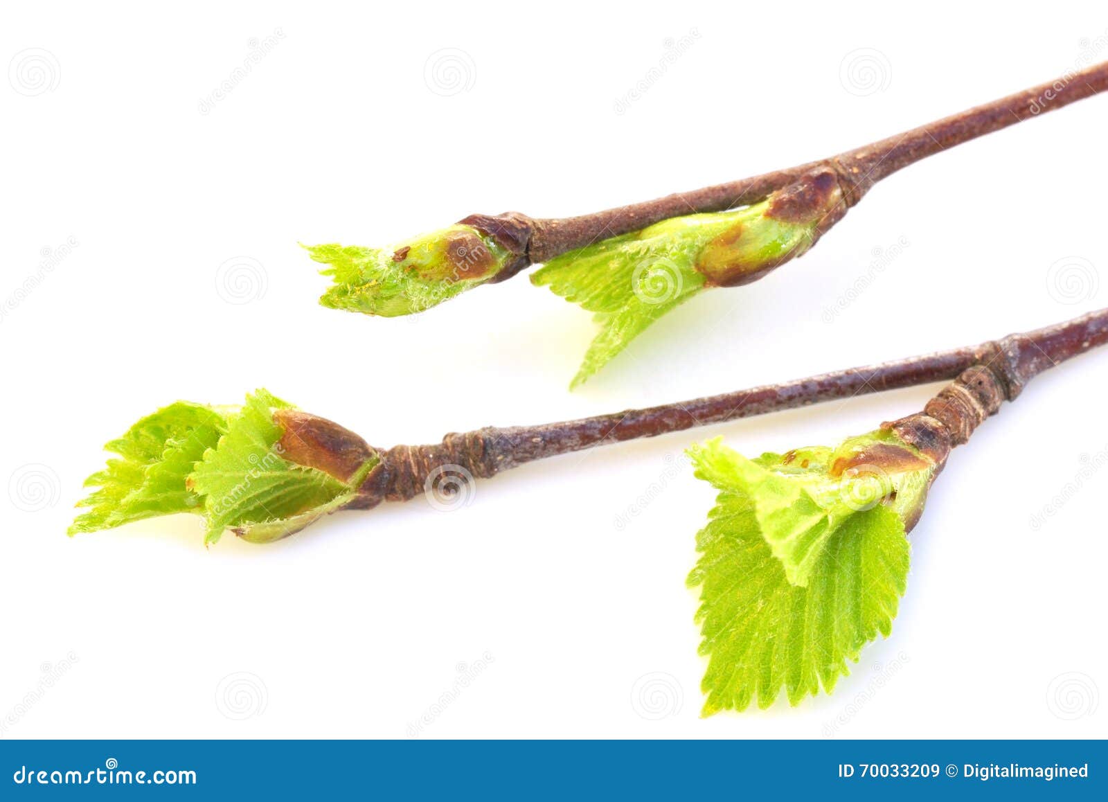 Budding Birch Tree In Sunshine Stock Image | CartoonDealer.com #112494109
