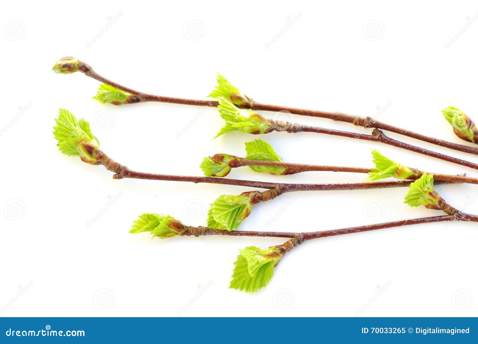 Budding Birch Leaves Royalty-Free Stock Photo | CartoonDealer.com #70033209